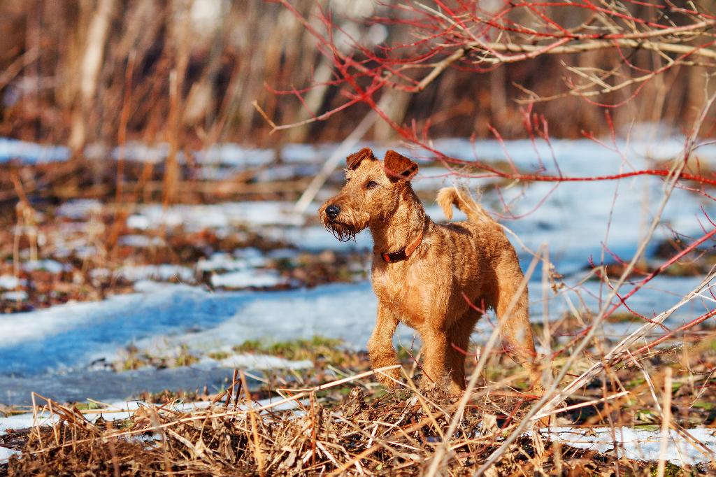 Irish Terrier